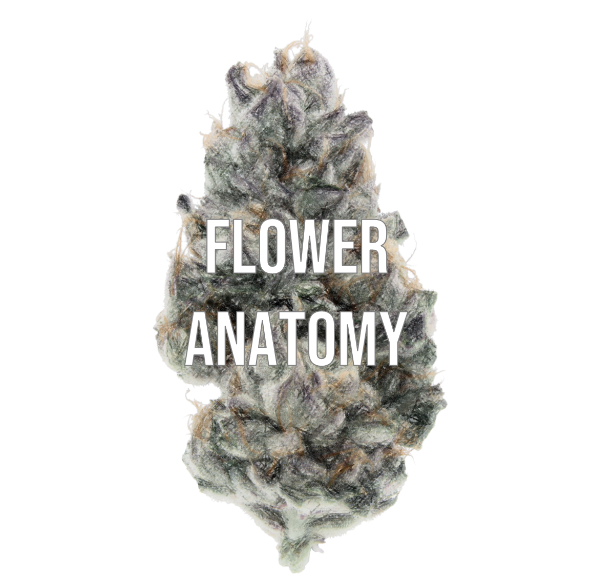 Cannabis Flower Anatomy Curated Cannabis 1548