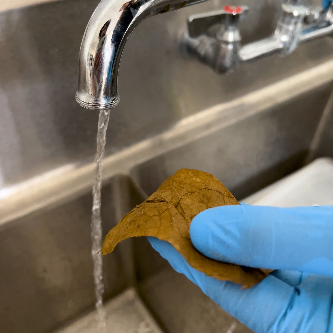 How to Roll a Perfect Live Cured Flower Blunt – Curated Cannabis