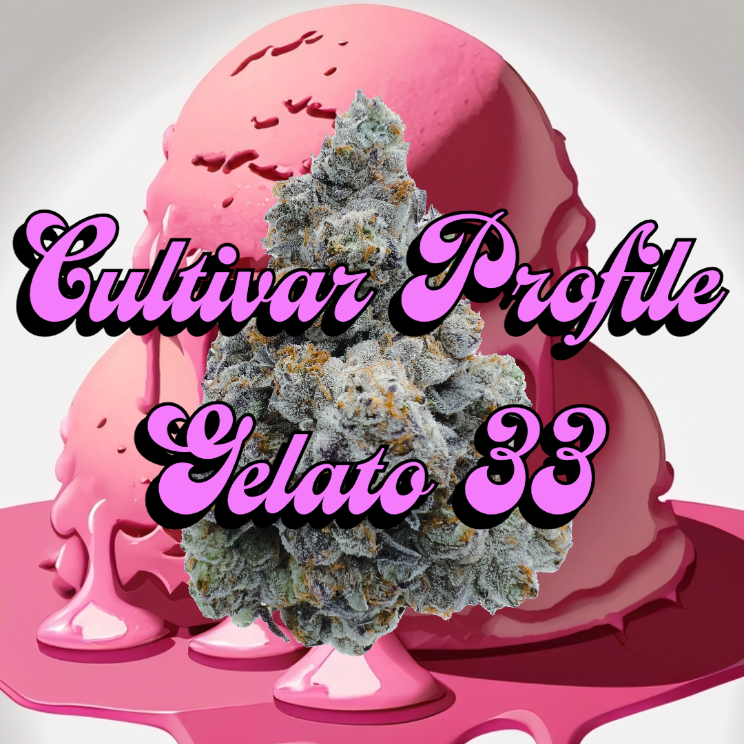 Cultivar Description | Gelato 33 – Curated Cannabis