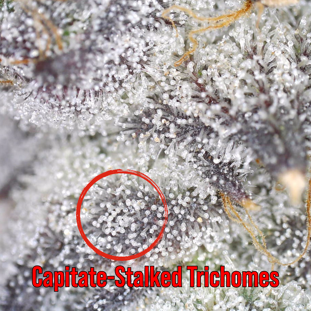 Trichome Preservation – Curated Cannabis