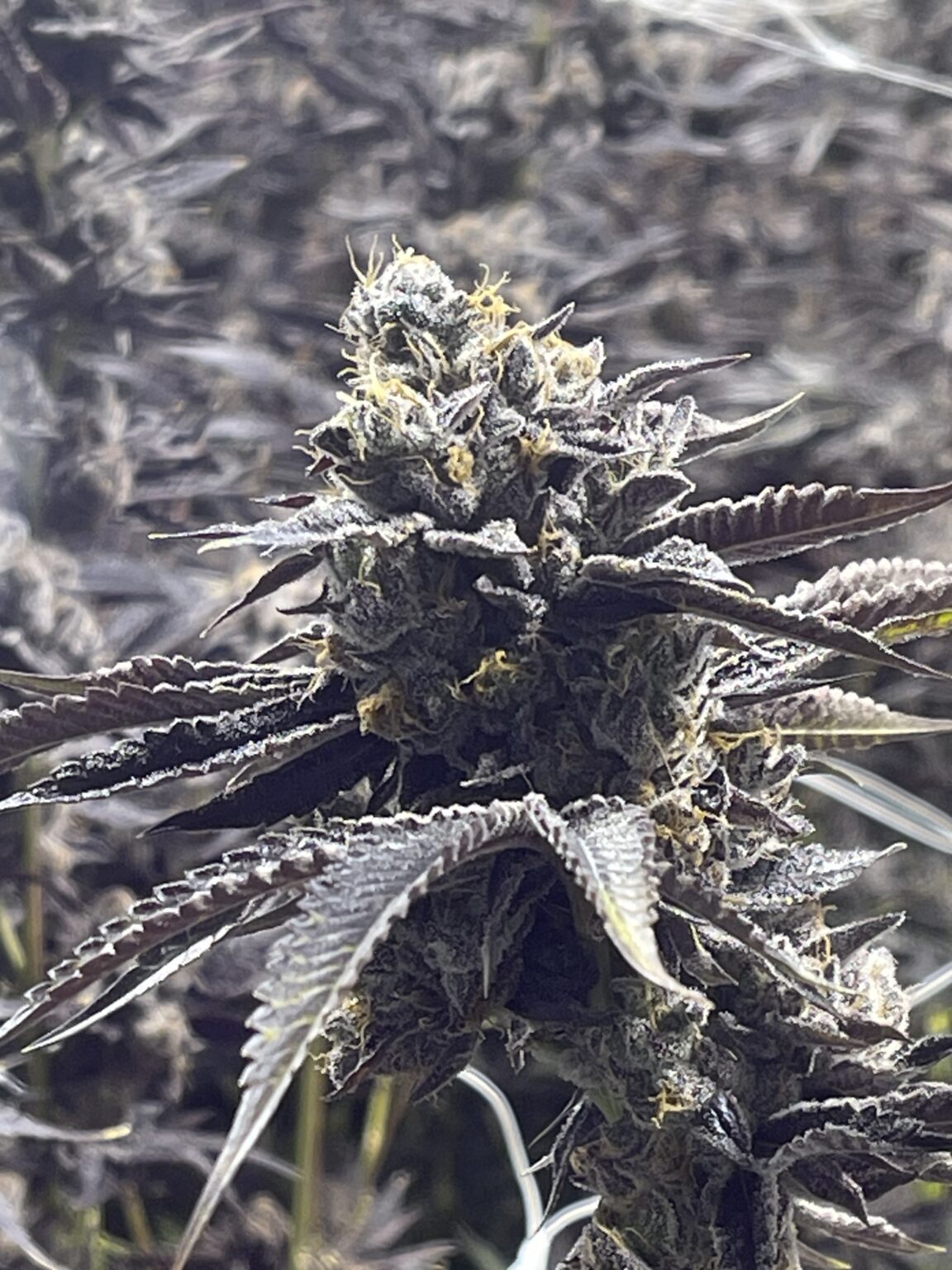 How to Harvest Live Cured Flower – Curated Cannabis