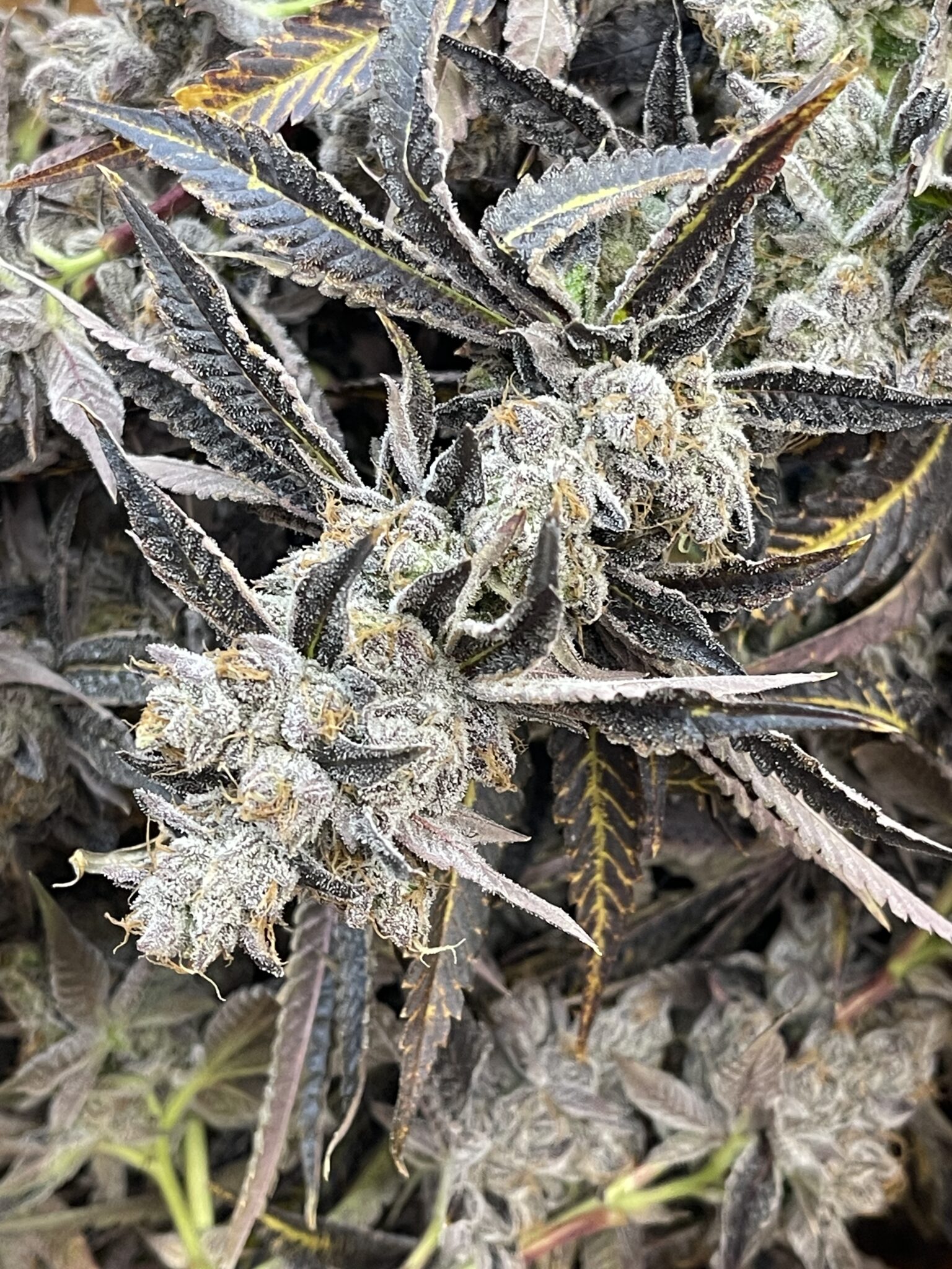 How to Harvest Live Cured Flower – Curated Cannabis