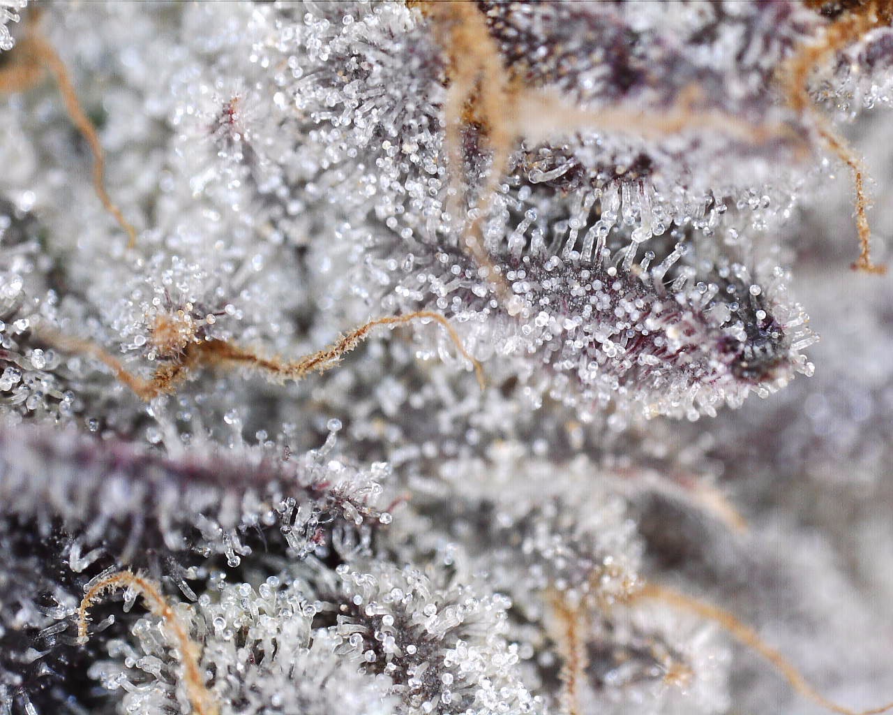 Julius Caesar – Curated Cannabis