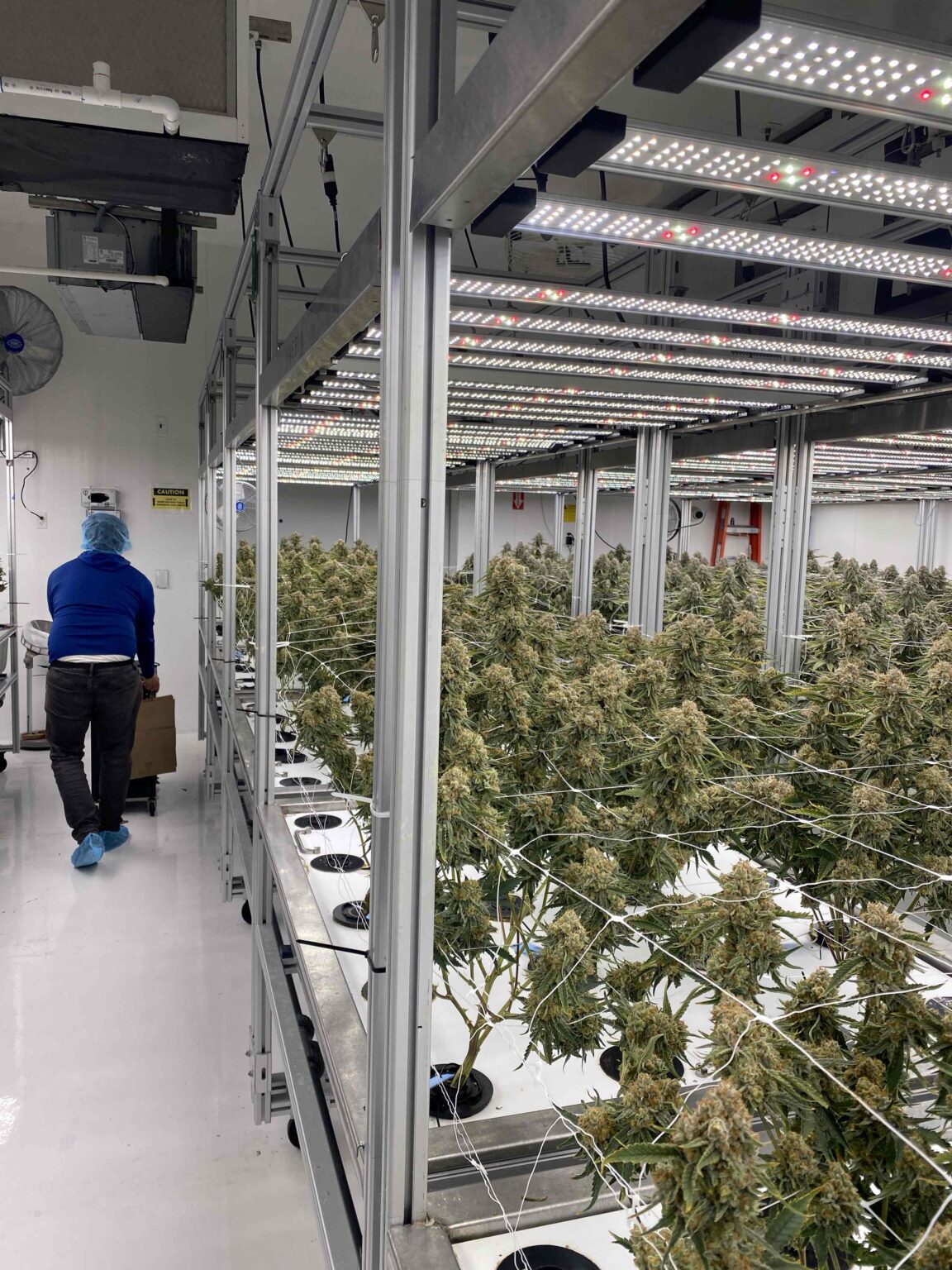 What is Aeroponics? – Curated Cannabis