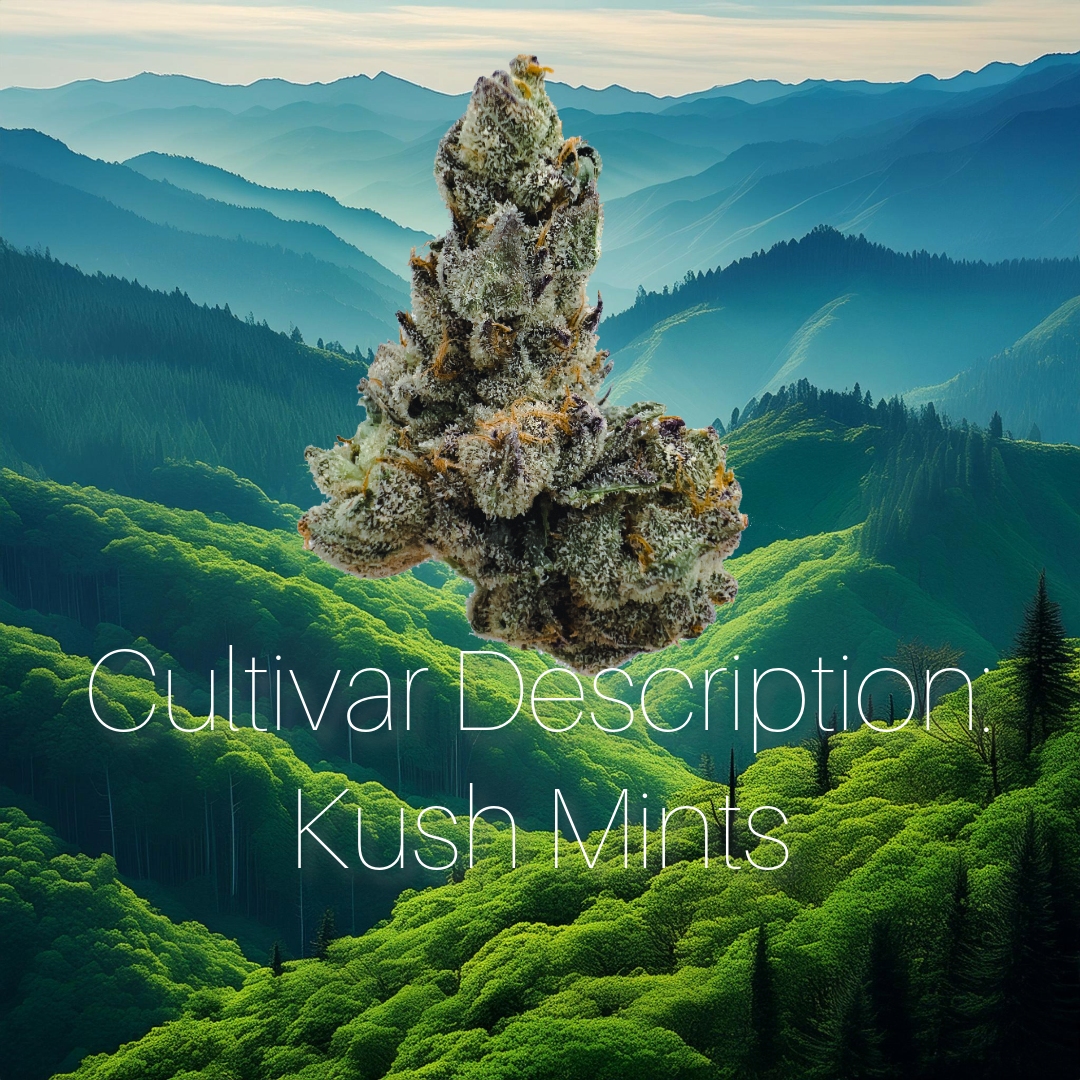 Cultivar Profile | Kush Mints – Curated Cannabis