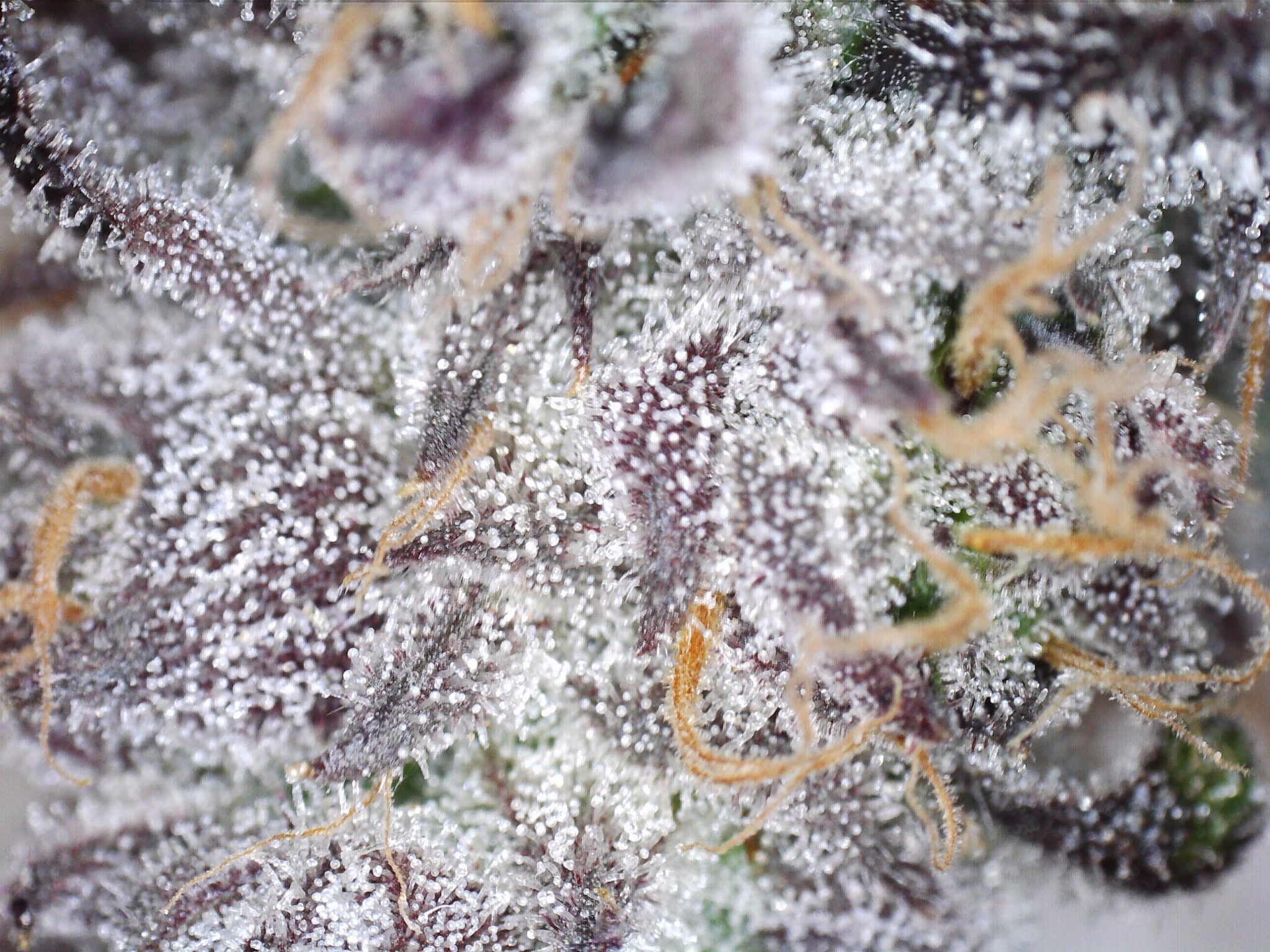 Black Runtz – Curated Cannabis